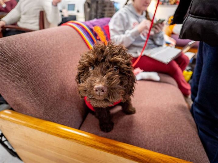 Meet Pebbles The Puppy - The Montclarion