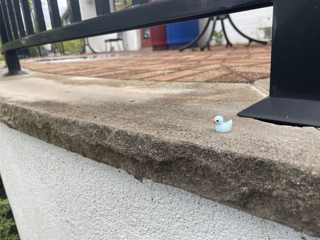 Ducks Take Campus By Storm - The Montclarion